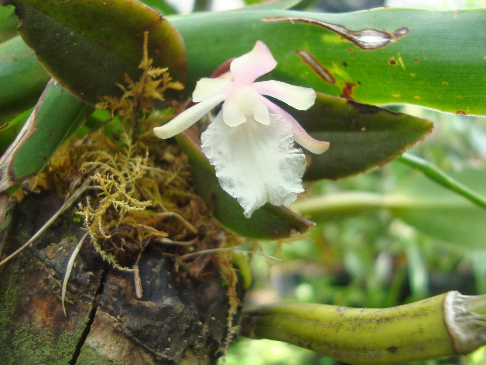 Orquídeas HElid: Trichocentrum Candidum
