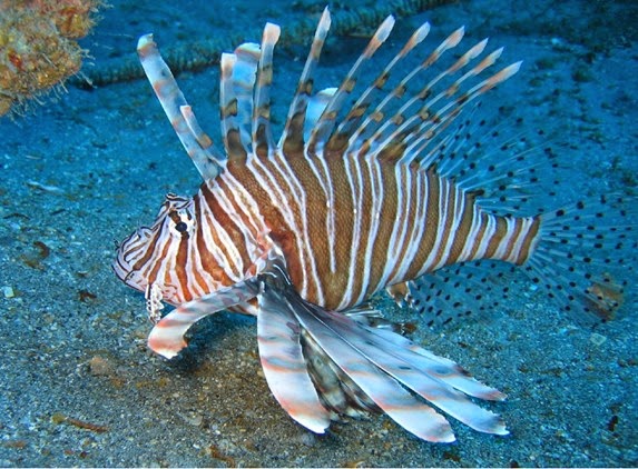 population-we™: Lionfish The Aliens Among Us