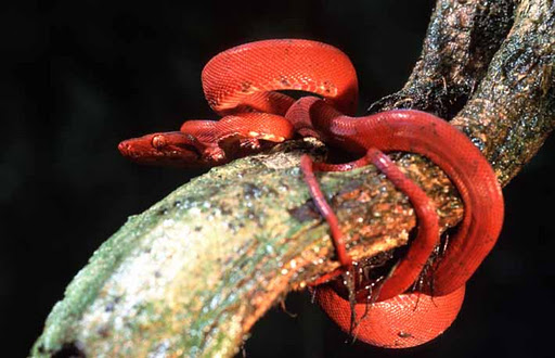 Our Beautiful World: Beautiful red snakes