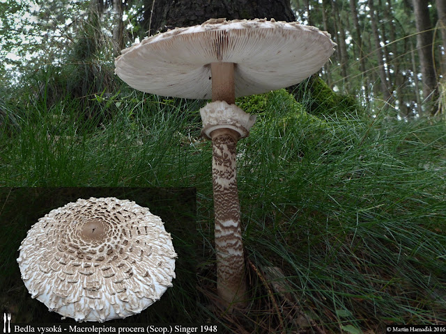 Martin Hamadak - Fotogalerie: Bedla vysoká - Macrolepiota procera