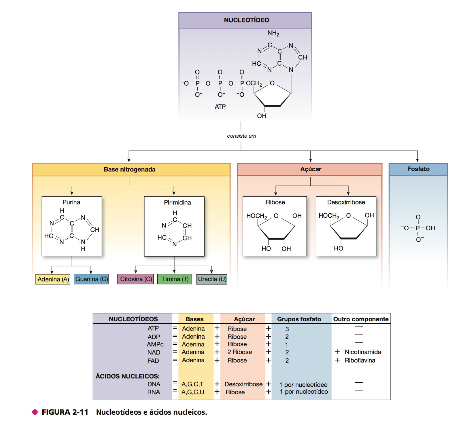 Nucleotídeos e ácidos nucleicos