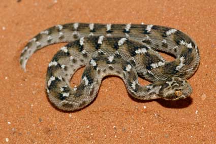 Most Amazing: Indian Russell's Viper