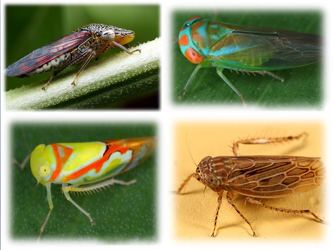Ento-UIS: HEMIPTERA: Cicadellidae (Leafhoppers)