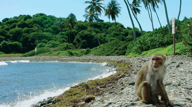 Los monos de La Isla de los Monos - RUTA 33