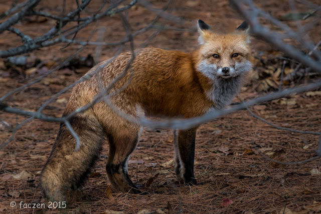 The FACzen Image: Be Afraid. Be Very Afraid.