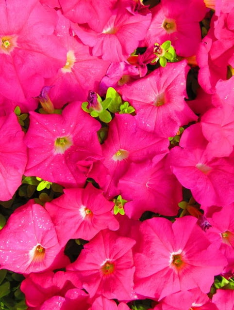 Um jardim para cuidar: É tempo de petúnias...