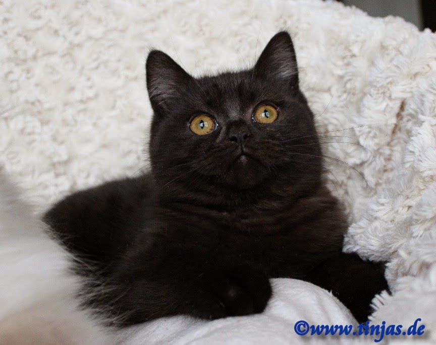 Britisch Kurzhaar (BKH) Kitten und Britisch Langhaar Katzenbabys: BKH ...