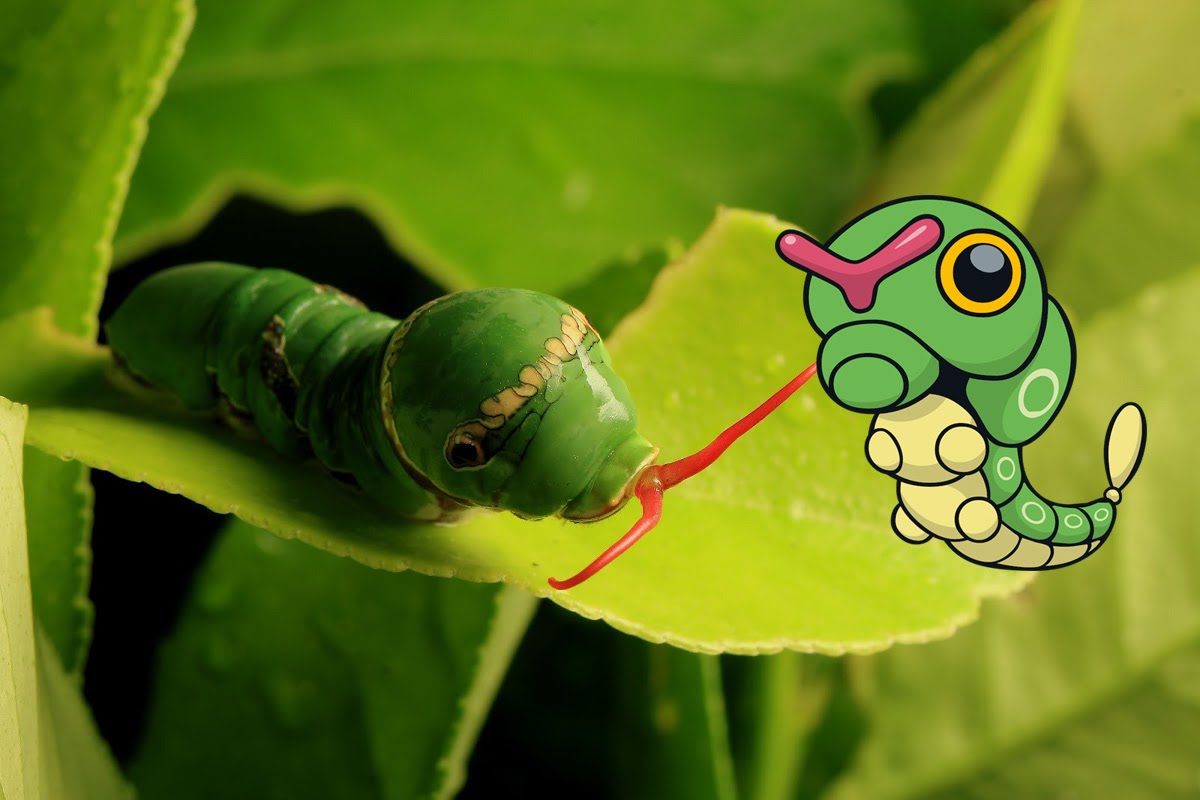 12 Real Animals And Have Similar Pokemon Characters