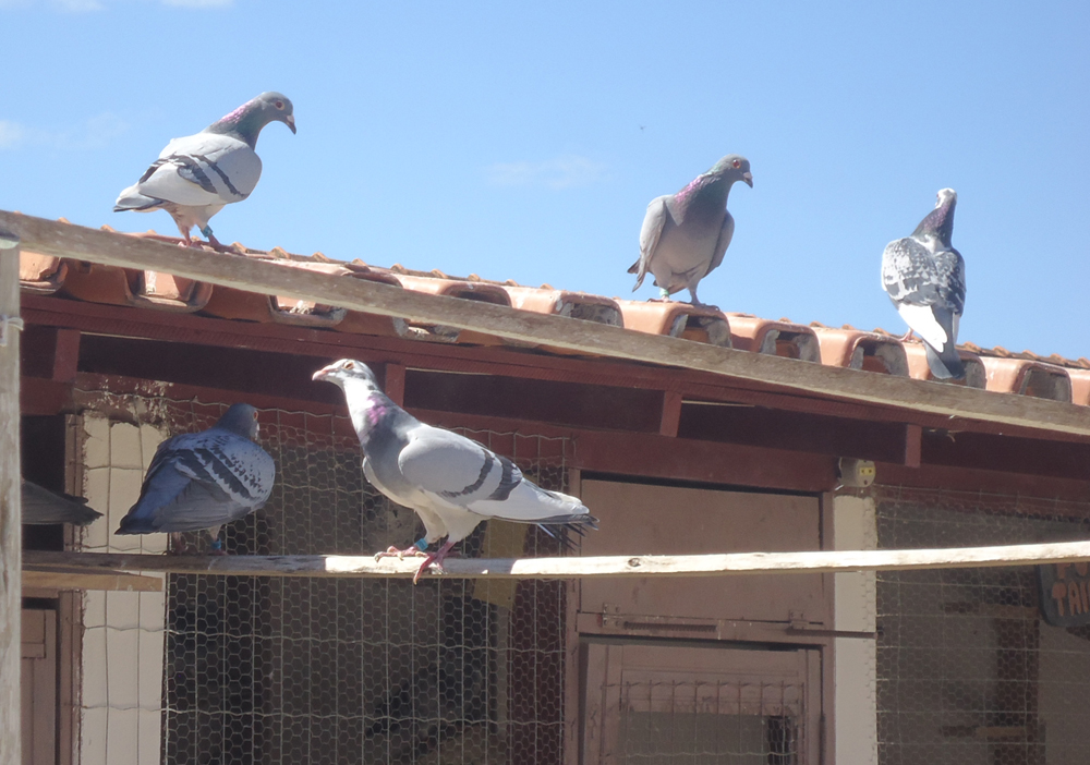 Taiobeiras tem pombos-correio