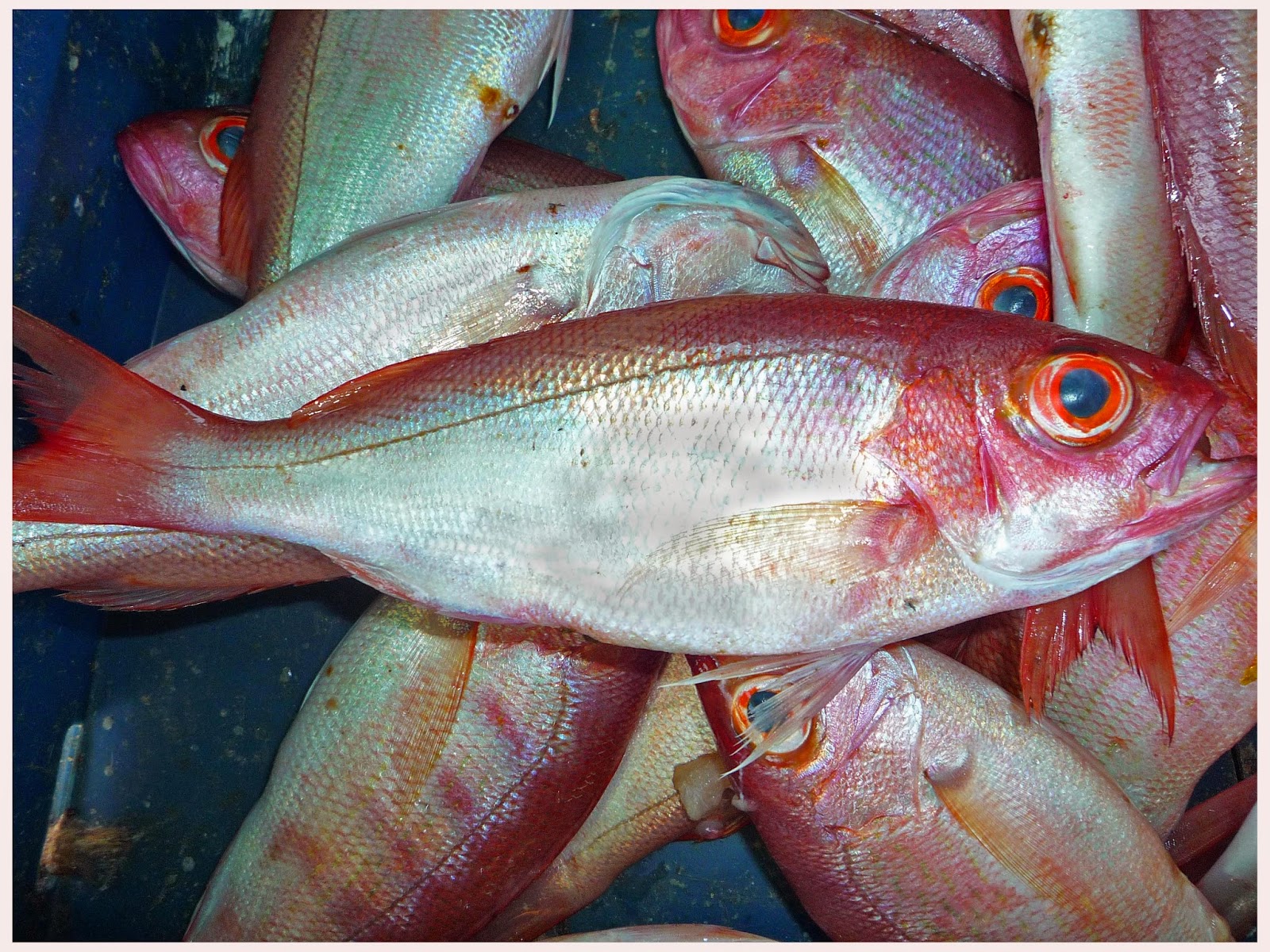 navegao's en margarita: El cuchillo de Yuya