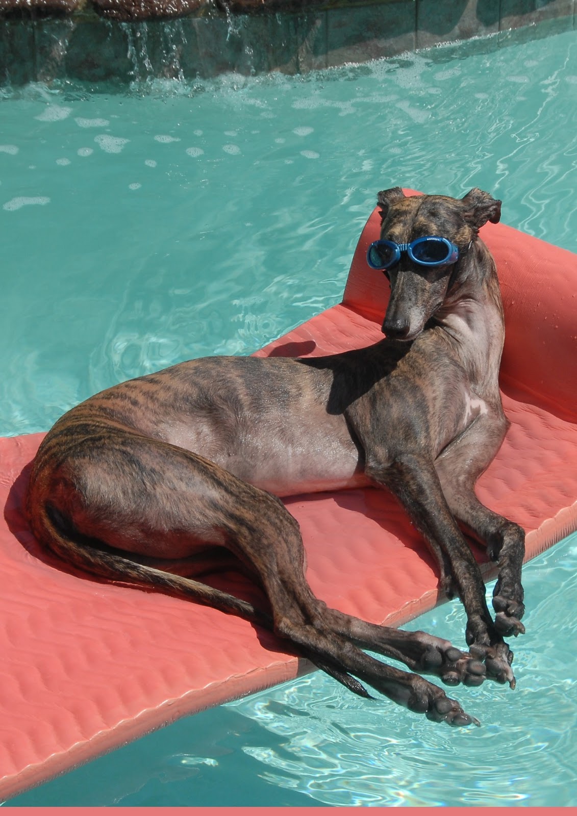 Saving Greys, by GREY2K USA Worldwide: Greyhounds Win Victories, but ...