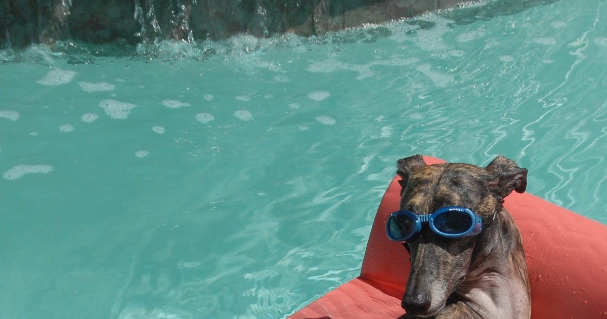 Saving Greys, by GREY2K USA Worldwide: Greyhounds Win Victories, but ...