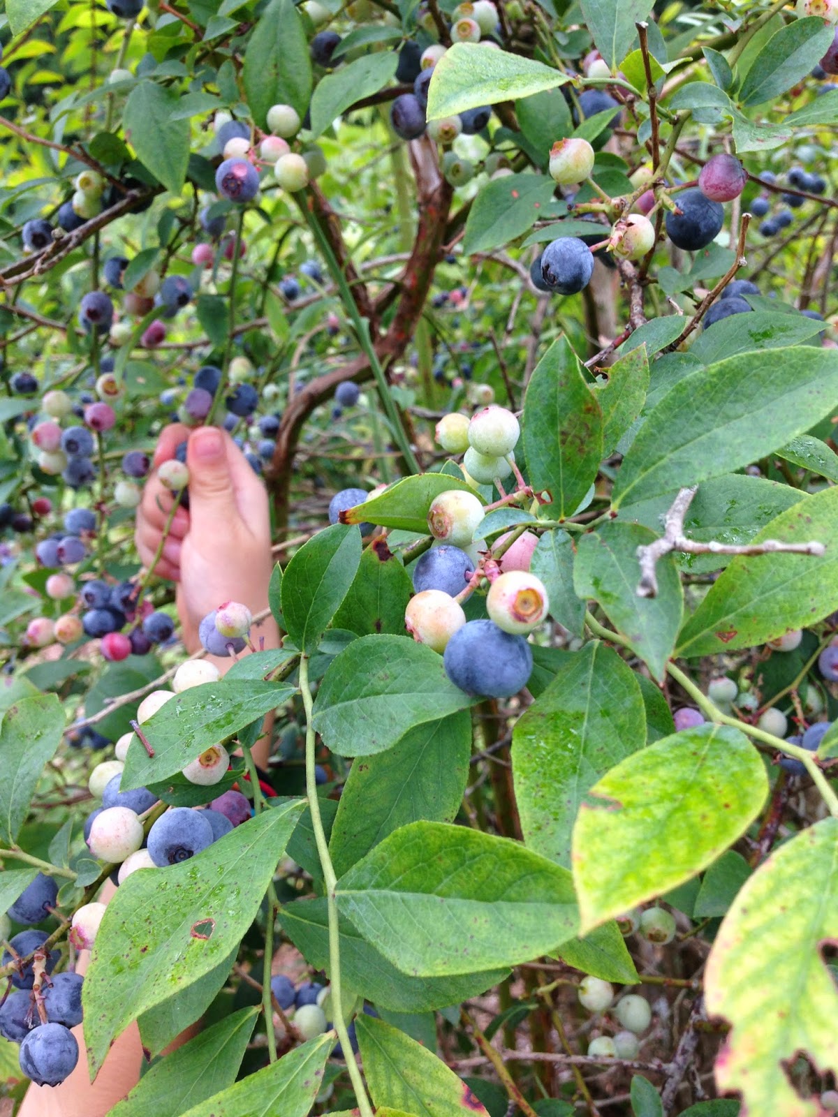 Play Chattanooga: The Blueberry Farm