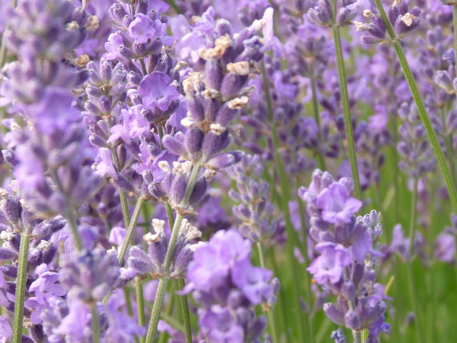 Kaip auginti levandas? - Flora Love Zone