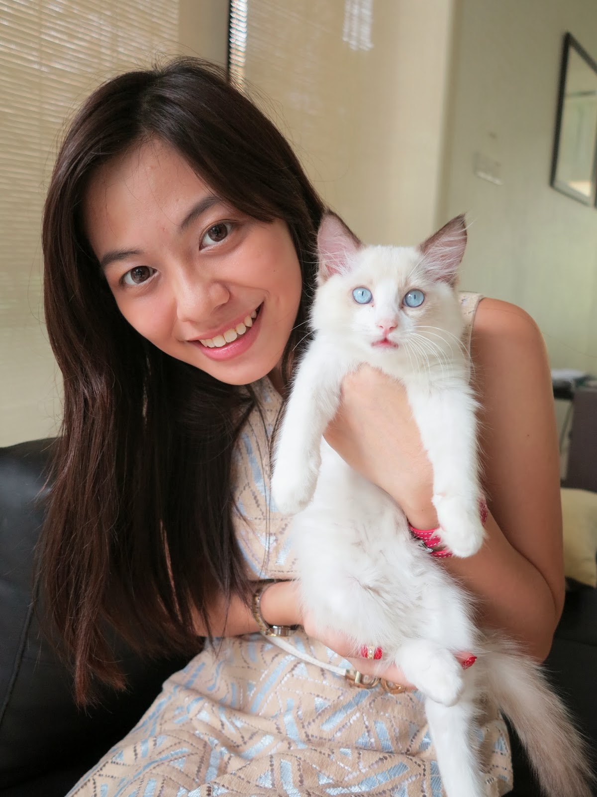 Yoshi the ragdoll cat | Award-winning Singapore Beauty, Travel, Food ...