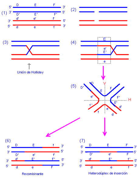 biologia molecular: febrero 2012