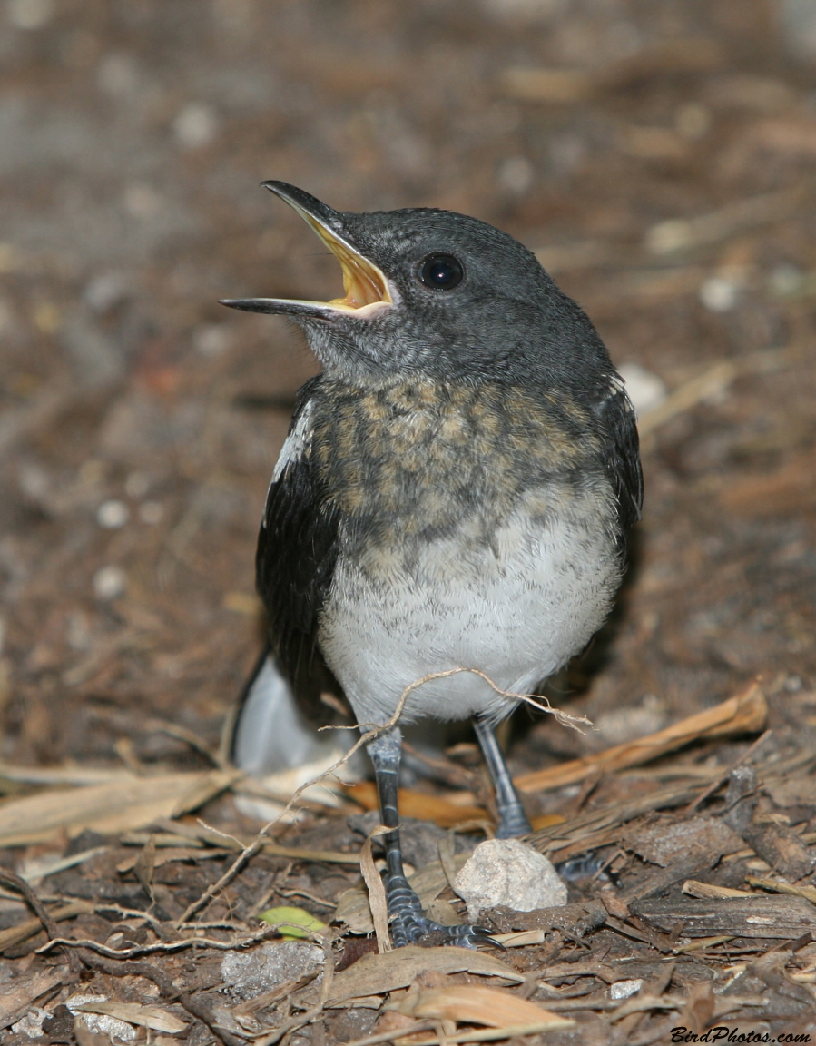 Burung Kacer - Oriental Magpie-Robin (Copsychus saularis) - Ryan Maigan ...