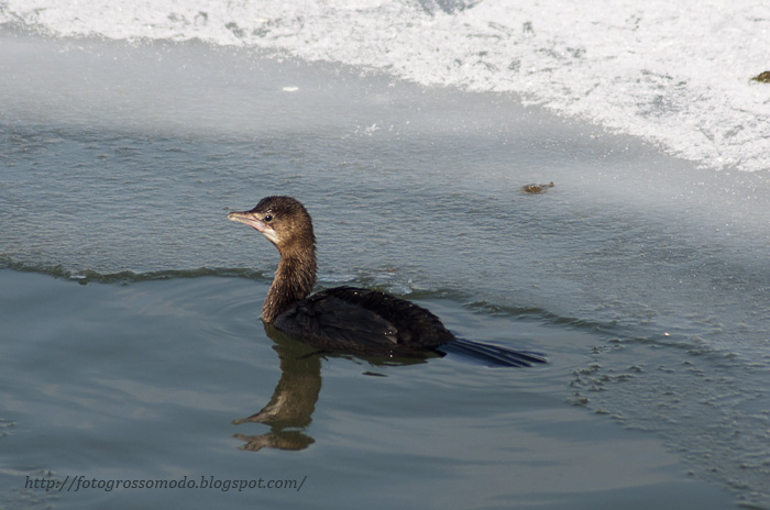 In linii mari: Pasari