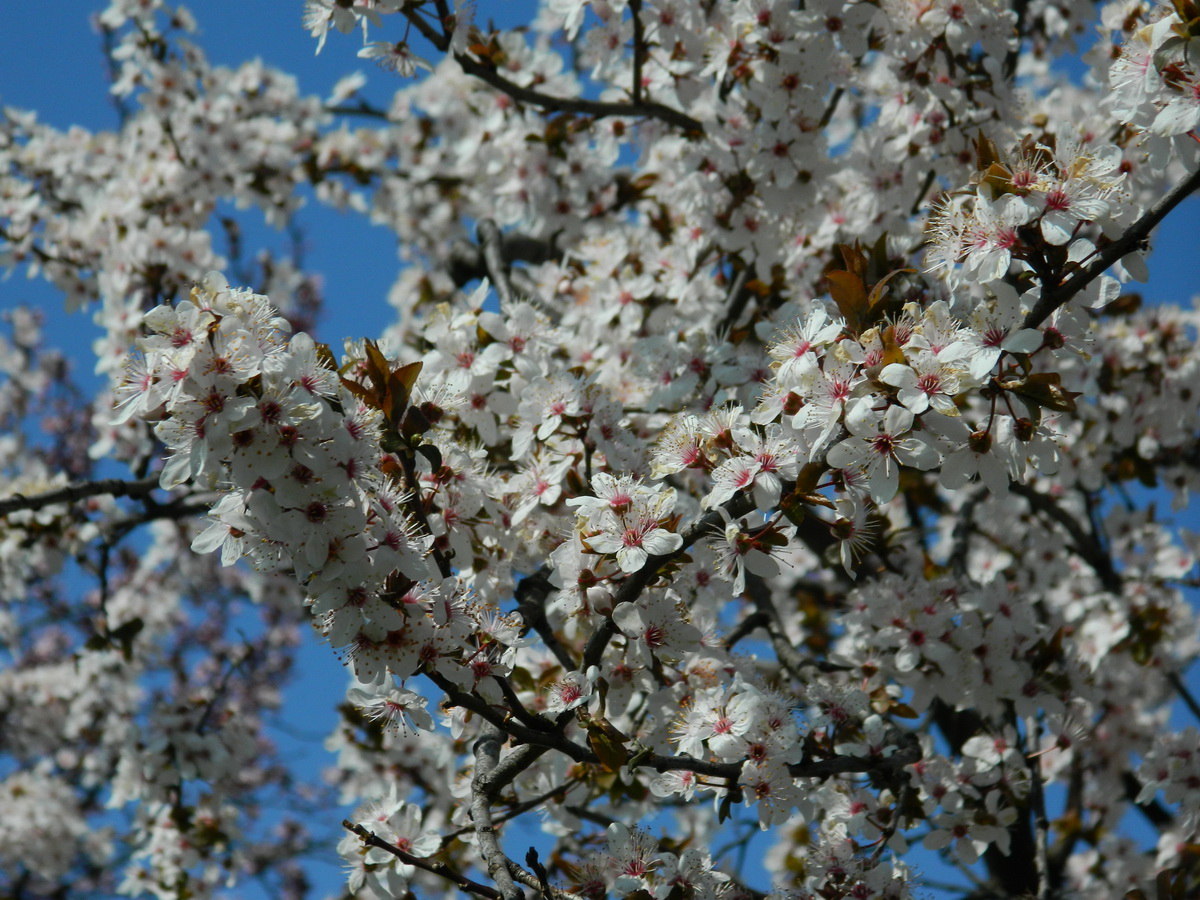 LA MULTI ANI, ROMANIA!: Crengi inflorite
