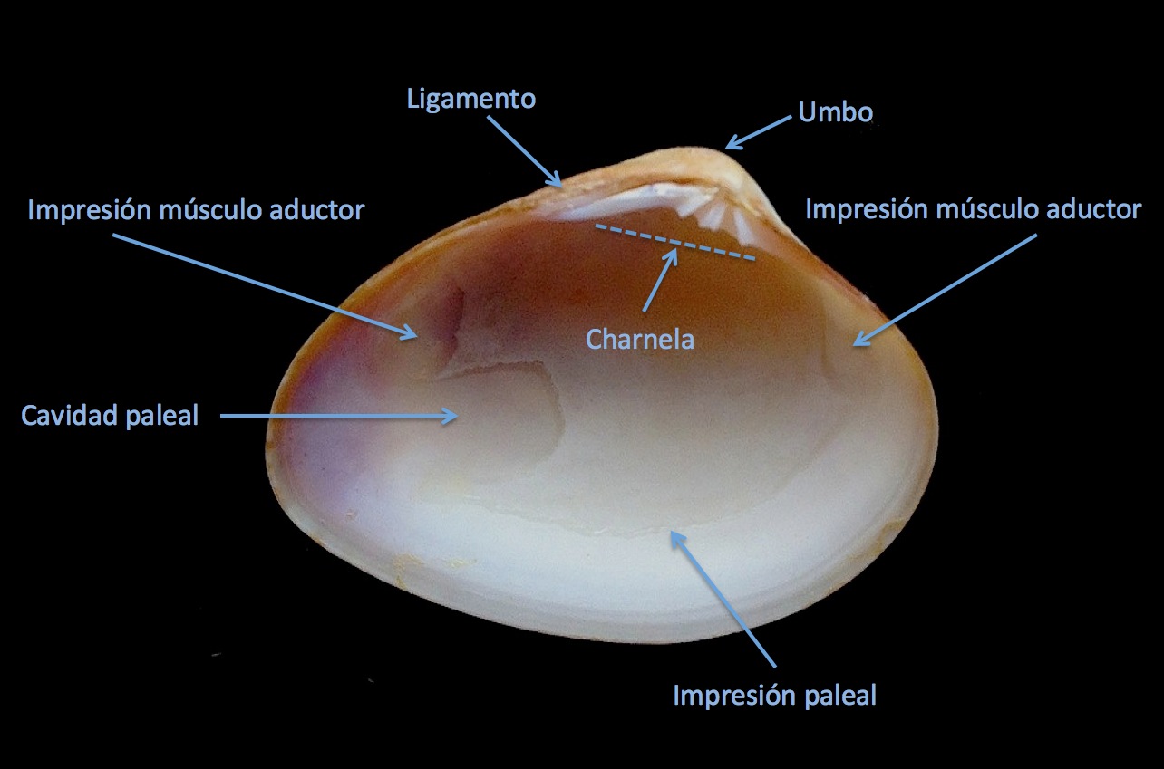 Acta Naturalis Scientia: Bivalvos