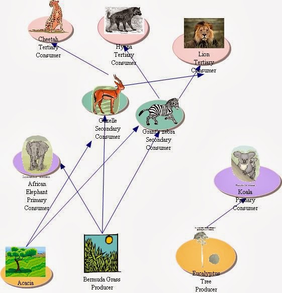 Environment: Chain, webs and pyramids