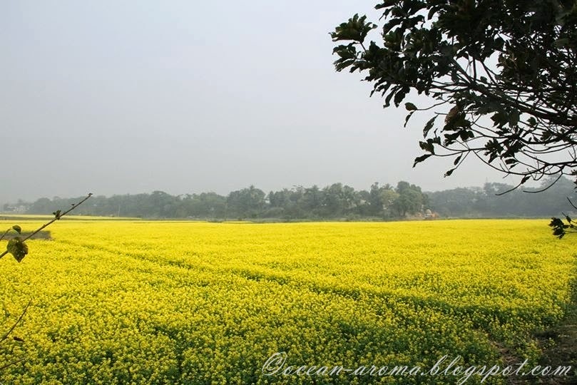 Winter Season In Bangladesh - Nature Photos « Ocean Aroma