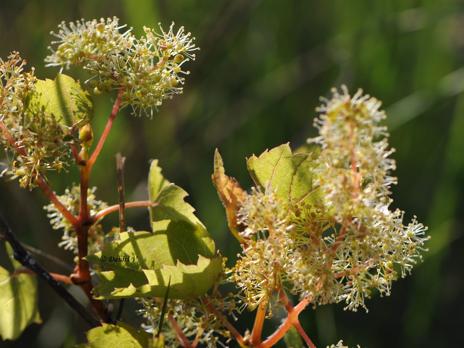 Macrophoto plaisir passion: Fleur de vigne en Beaujolais