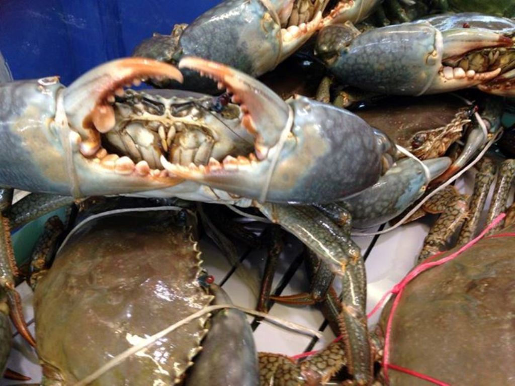 Mud Crab Farming in India has Become Popular Business - Mud Crab ...