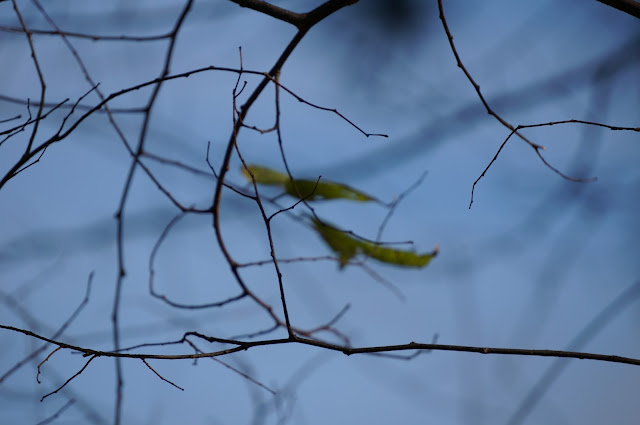 Robbin Neff Photography