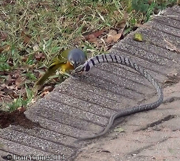 South African Photographs: Small bird attacks snake - Kruger National Park