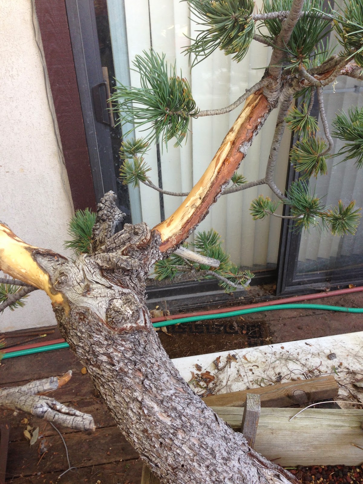 Branch Work: Branch and trunk bending techniques