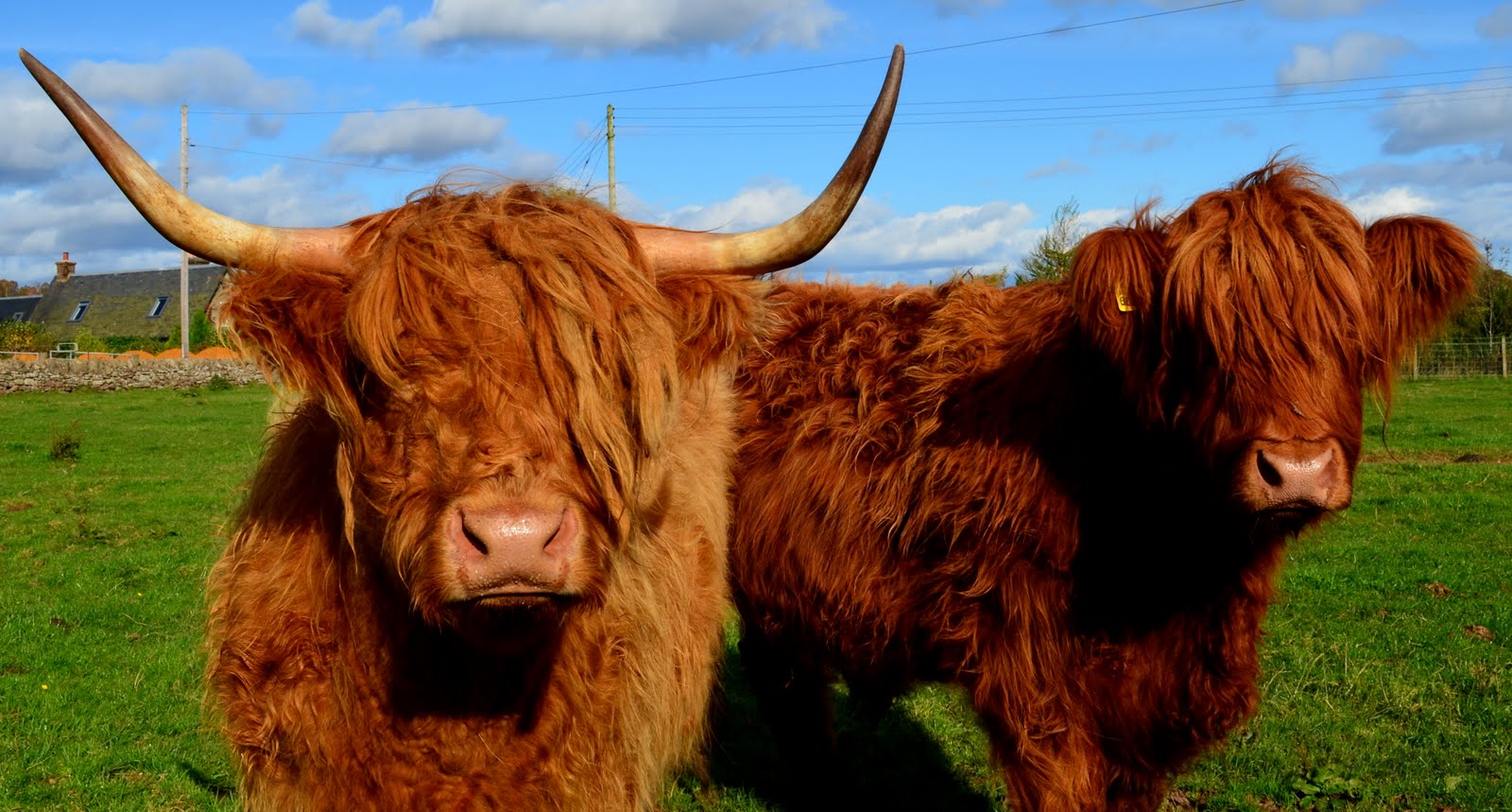 Tour Scotland: Tour Scotland Photograph Two Highland Cows Kirriemuir ...