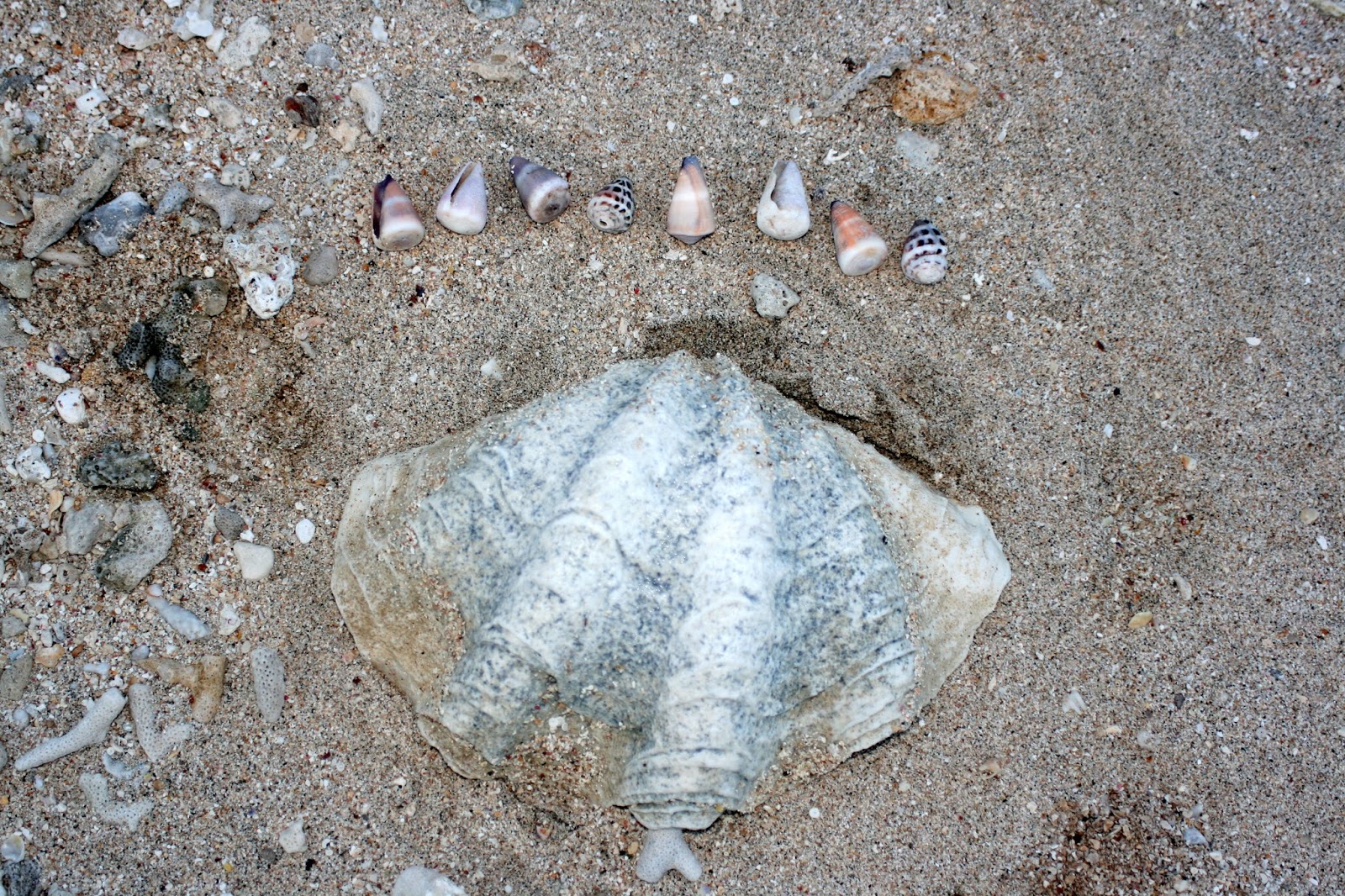 Mission To The Land of The Long White Cloud: Tonga Beauty