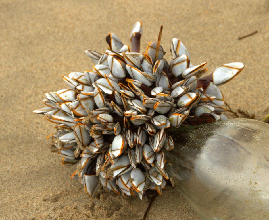 naturaleza en asturias: Percebes nómadas