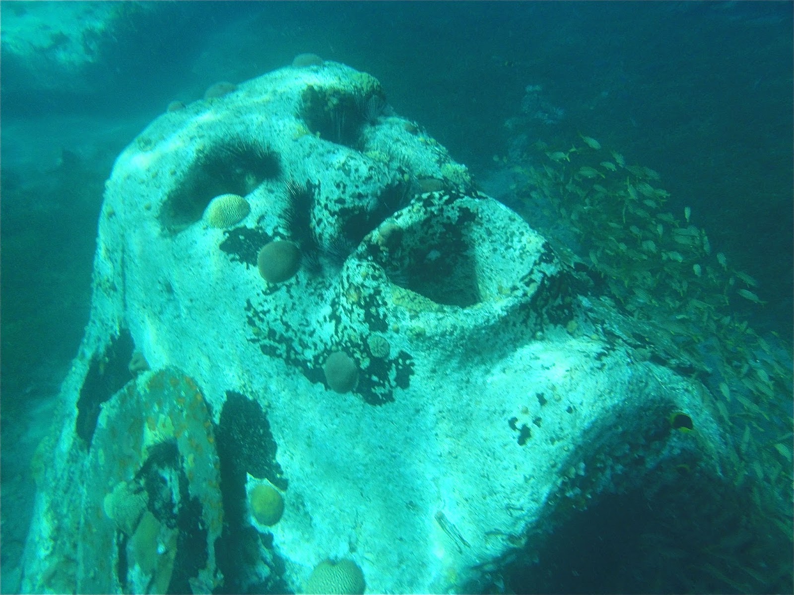 Persil et oignon pays: Manman dlo