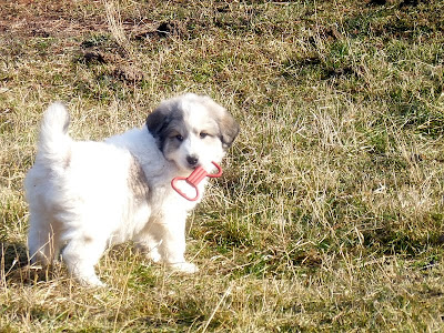 Rural Revolution: Puppy love