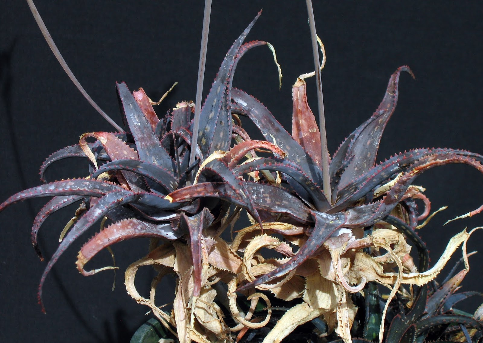 Institute for Aloe Studies does mail order