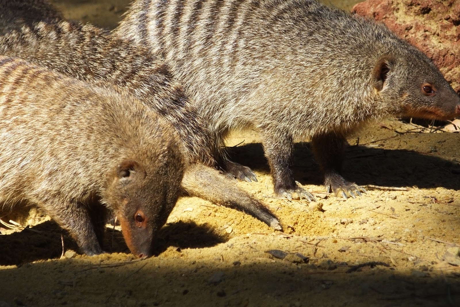 Feeding time for the mongoose at Tbilisi Zoo