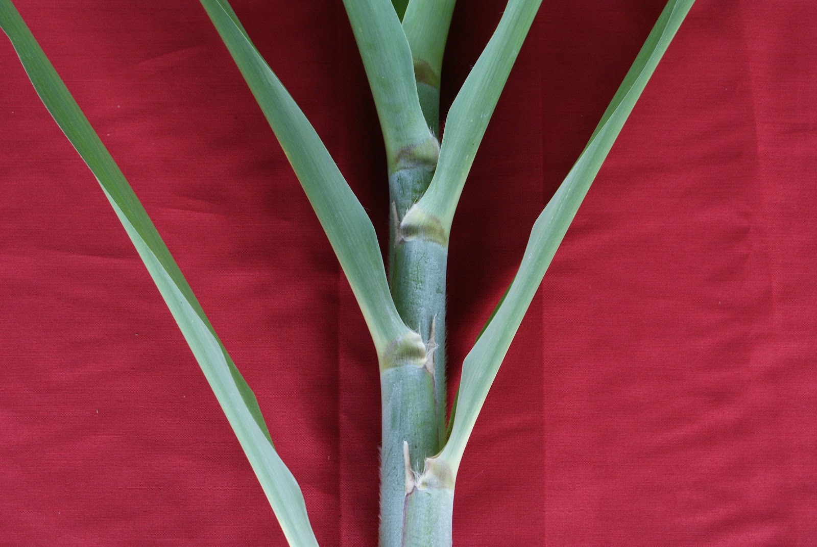 Mengenal Varietas Tebu (Saccharum officinarum L) ~ Plantation GMM