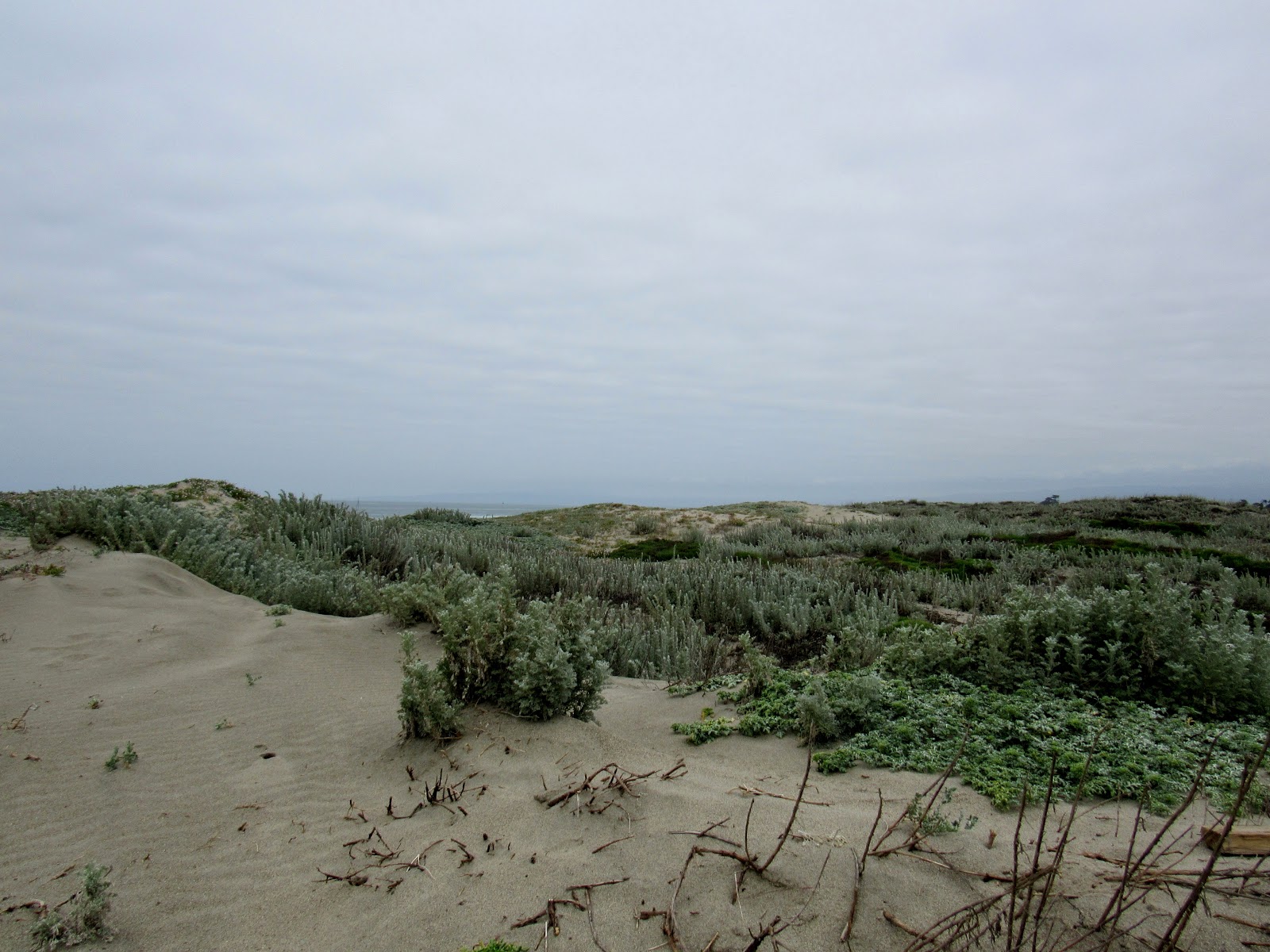 Ecology and Restoration of California's Coastal Dune Habitat
