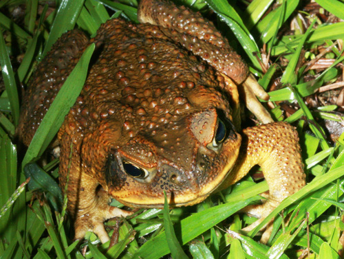 Serpent Research: Cane Toad Tadpole Cannibalism