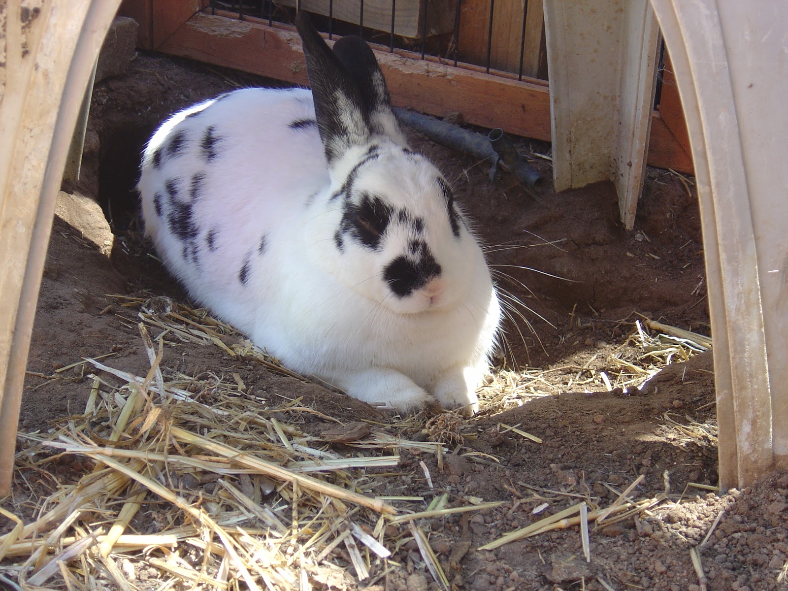 Fairy Castle Farm: Bunny Care and Rare Old English Spot/Butterfly Bunnies