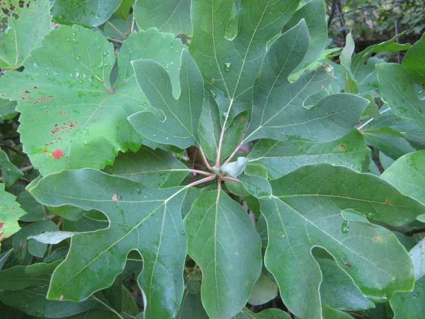 Future Plants by Randy Stewart: Sassafras