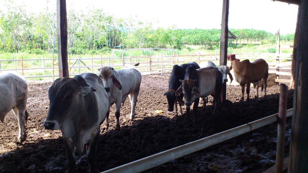 Laka Temin Silaj Sdn Bhd: Jualan Runtuh Lembu Brahman Cross