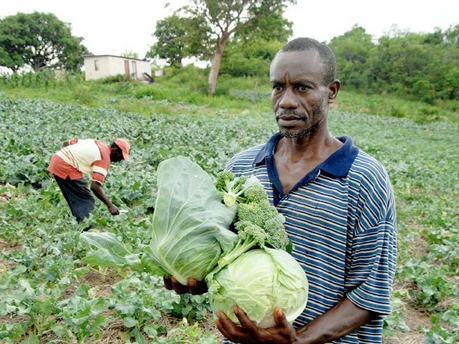 Farmer Jamaica Organization