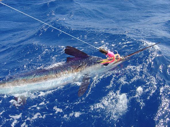 Amilton e Diego - Dicas De Pesca: Marlim-azul / Blue Marlin (Makaira ...