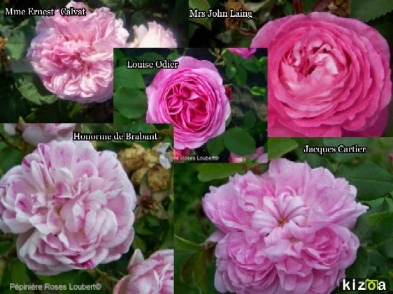 Ma Planète Jardin: Dix beaux rosiers anciens de la pépinière Roses Loubert