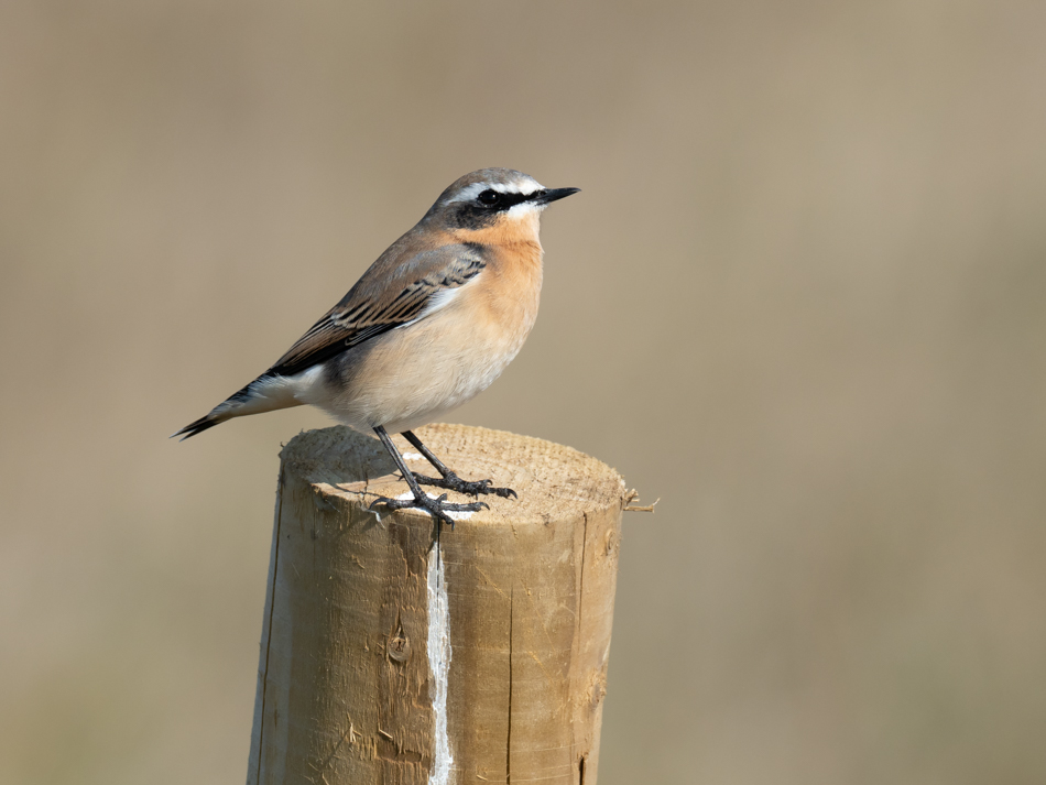 Portland Bird Observatory and Field Centre