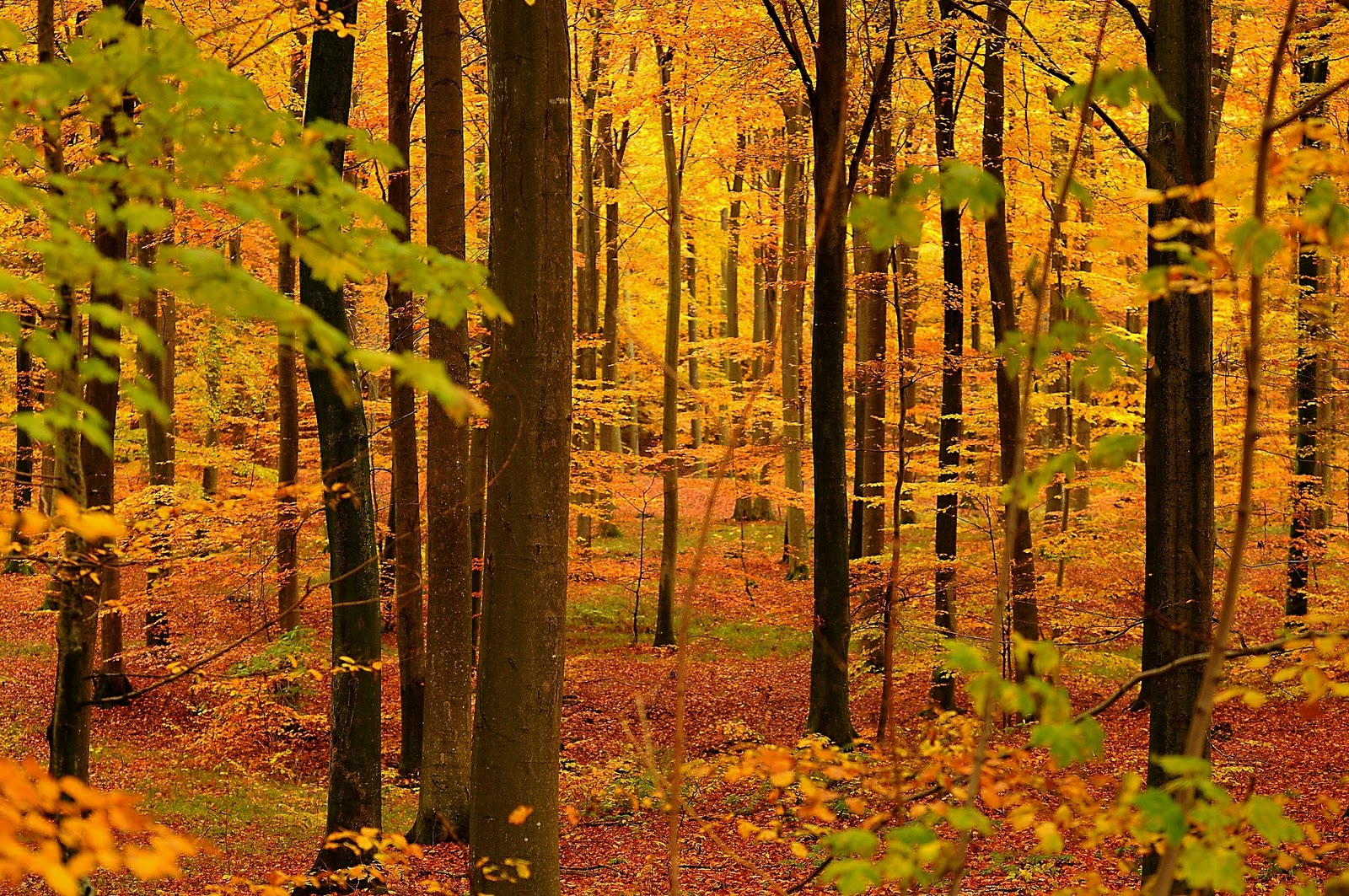 JM Natur: Naturens farver