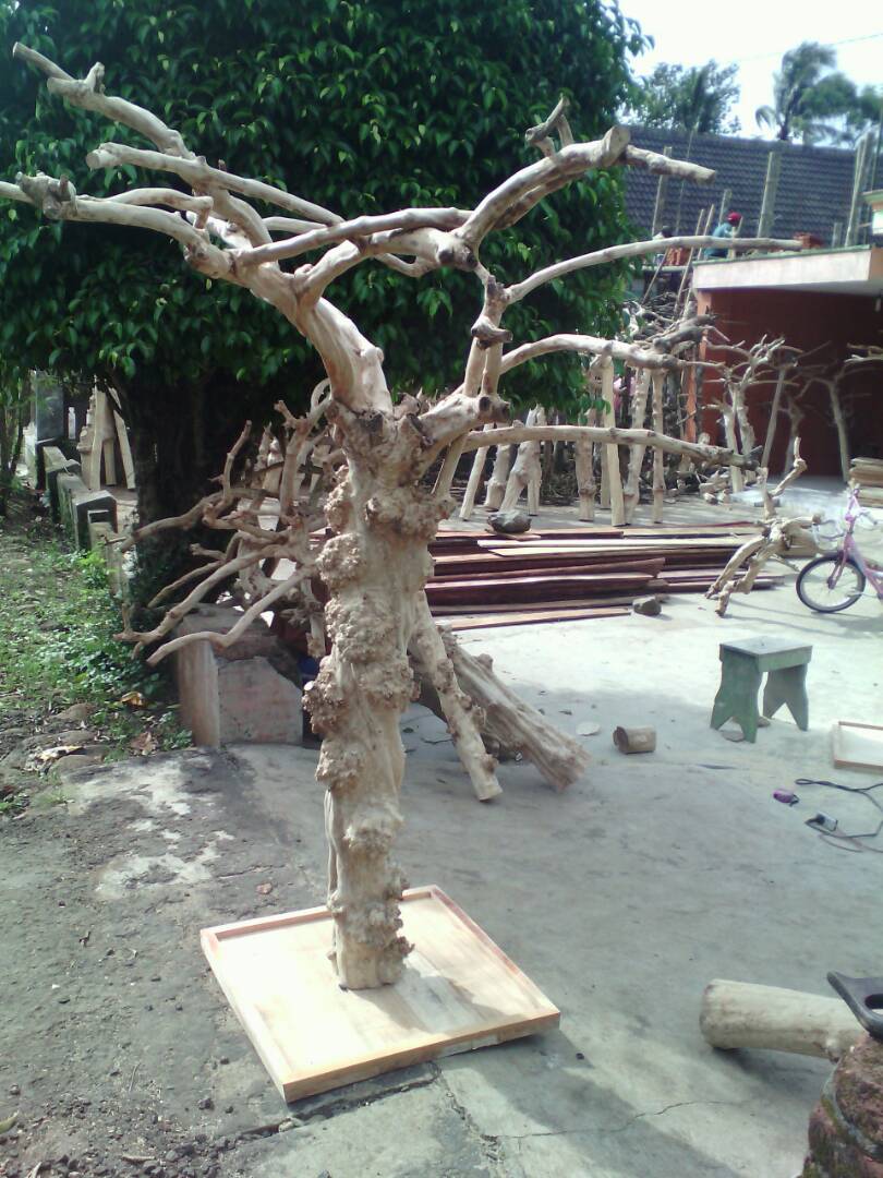 kayu kopi alam: coffee tree stand